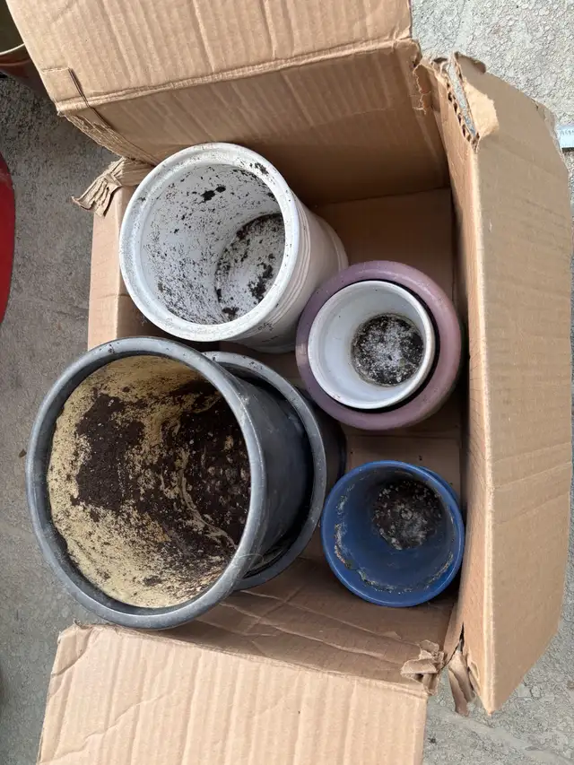 Starbucks and Various Ceramic Pots | Plants, Fertilizer & Soil ...