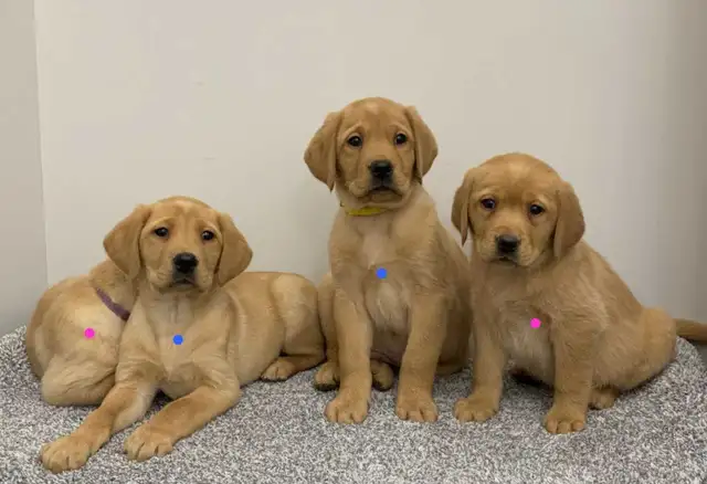 LAB RETRIEVER PUPPIES | Dogs & Puppies for Rehoming | London | Free ...