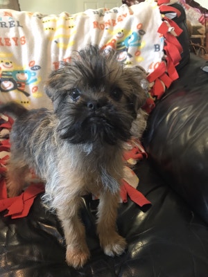 Therapy Dog | Adopt Dogs & Puppies Locally in Alberta | Kijiji Classifieds