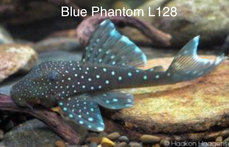 Now available Pleco’s | Fish for Rehoming | Edmonton | Kijiji