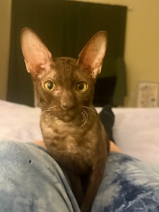 Cornish Rex | Cats & Kittens for Rehoming | Fredericton | Free local ...