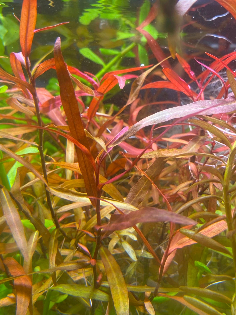 Red Aquarium plants - Persicaria Sp Sao Paulo.. | Fish for Rehoming ...