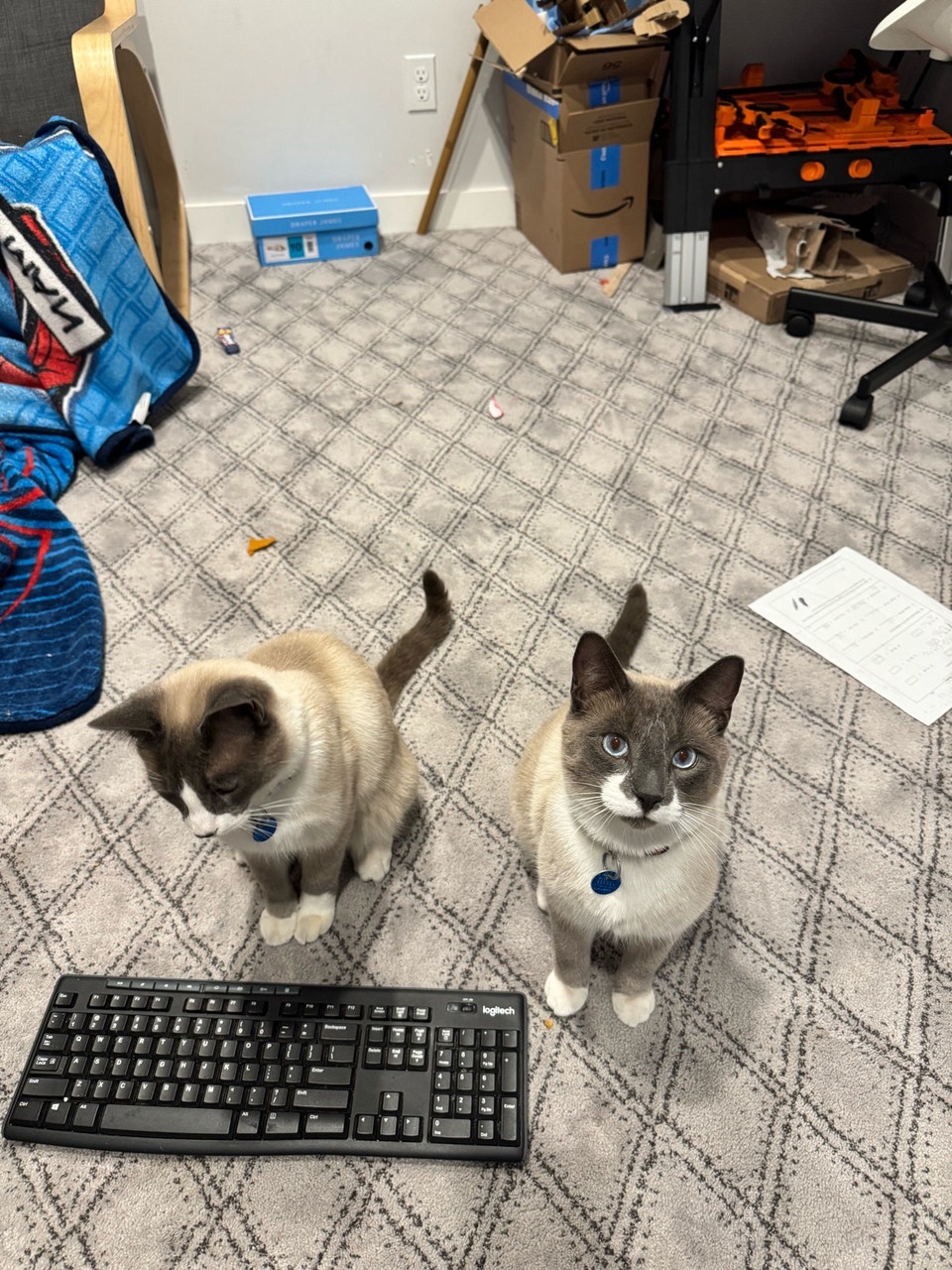 two cats for a beautiful home | Cats & Kittens for Rehoming | Edmonton ...