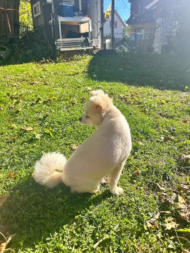 White Male Pomeranian, Fixed | Dogs & Puppies for Rehoming | Kitchener ...