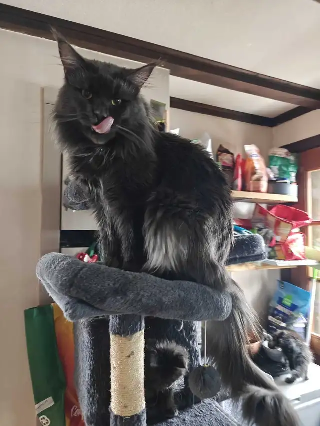 maine coon Kittens Chatons Race: Maine Coon ️ | Cats & Kittens for ...