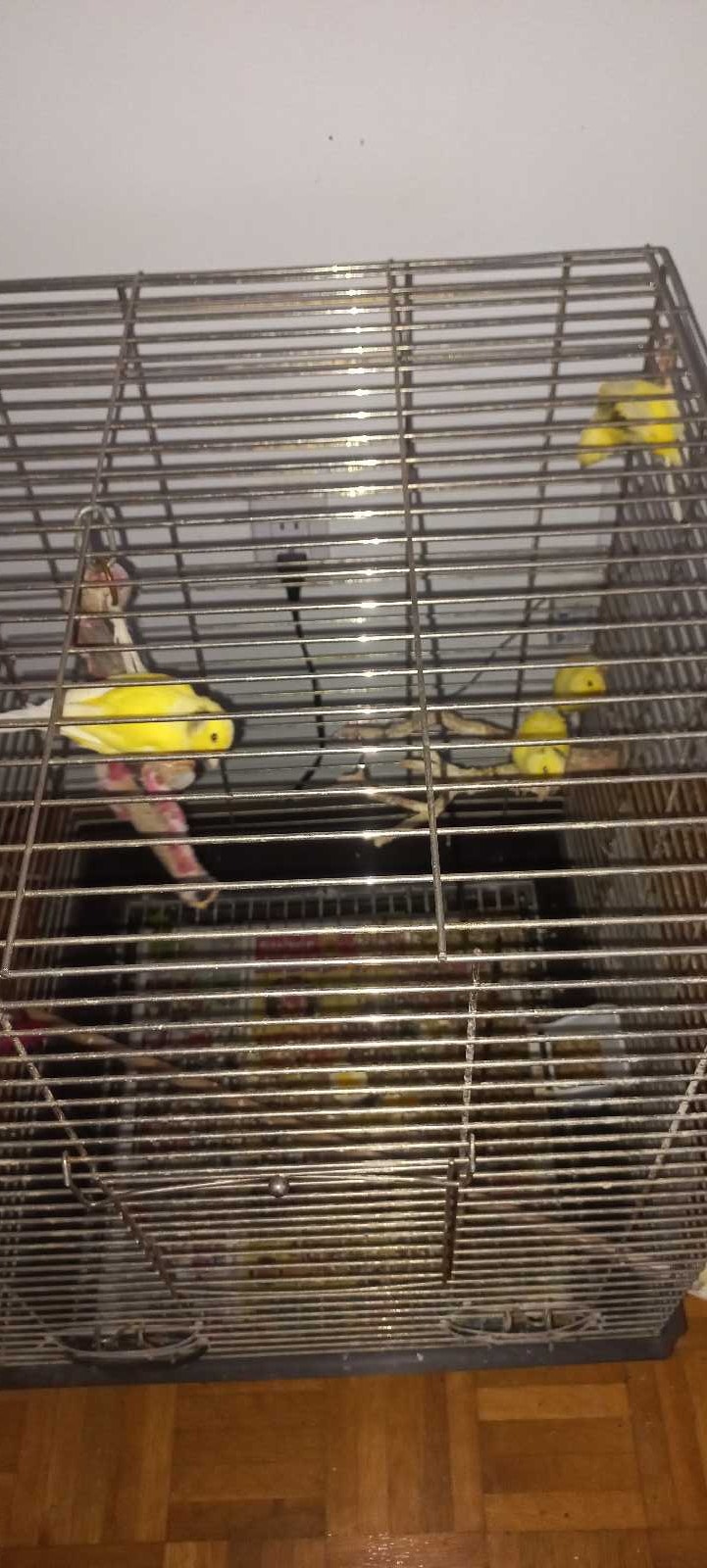 jeune Canary à vendre | Birds for Rehoming | Laval / North Shore | Free ...