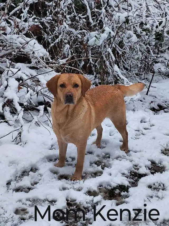Black Lab Female Puppy Left! | Dogs & Puppies for Rehoming | Chilliwack ...