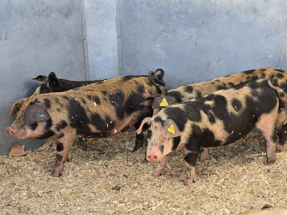 weaner pigs for sale | Livestock | Kingston | Free local classifieds ...