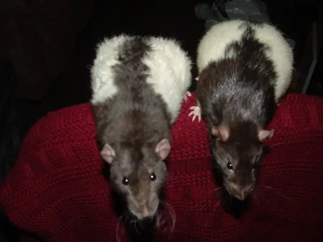 Breeding Rats - Males and Females available - Feeder Rats | Small ...