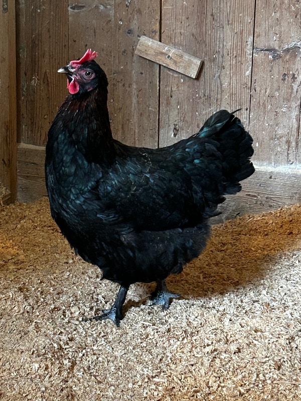 Poules De Marans A Vendre