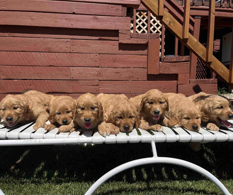 Pure Golden Retriever Puppies for Sale!! | Dogs & Puppies for Rehoming ...