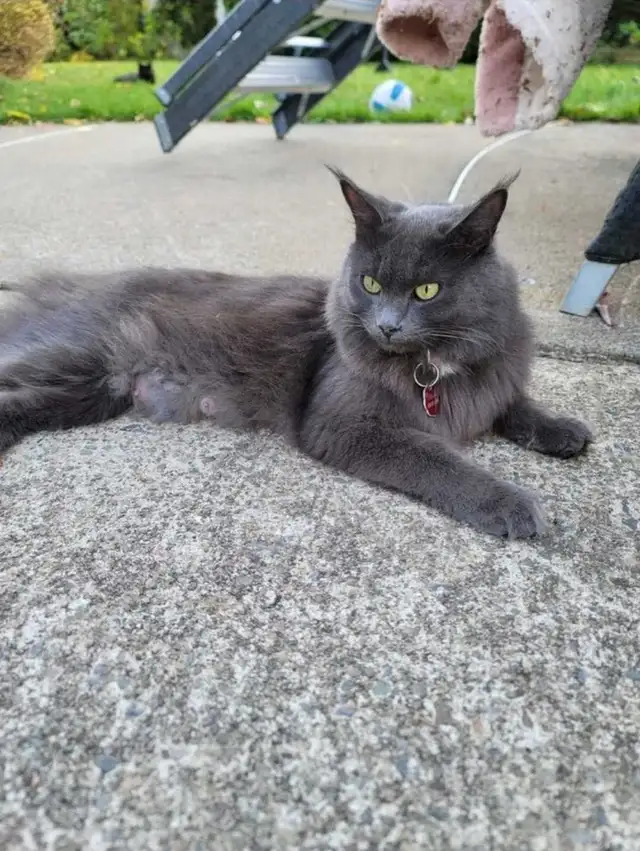 Mi maine coone croisés | Cats & Kittens for Rehoming | Laval / North ...