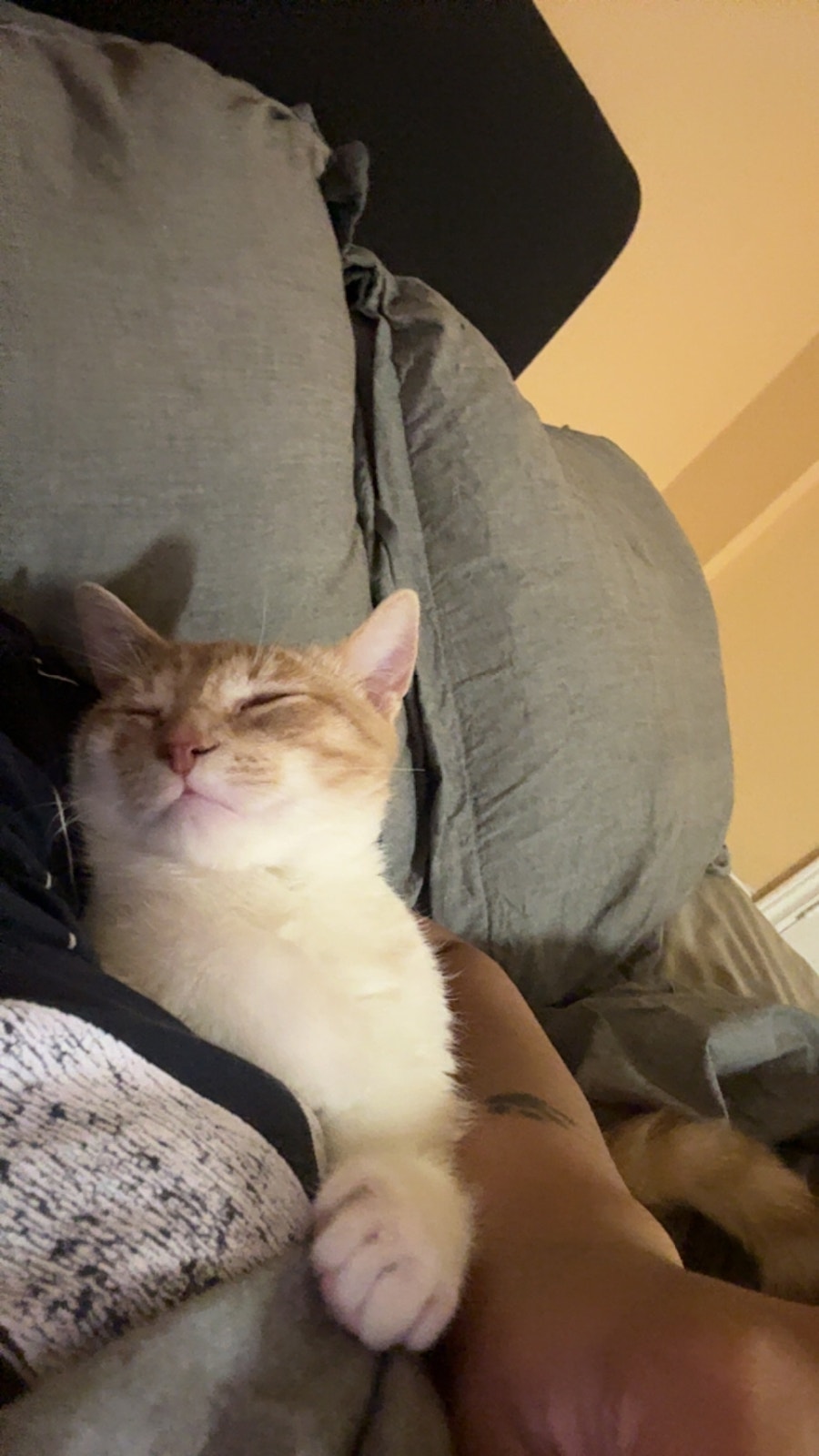 Moving so have to rehome sadly 5 month old kitty | Cats & Kittens for ...