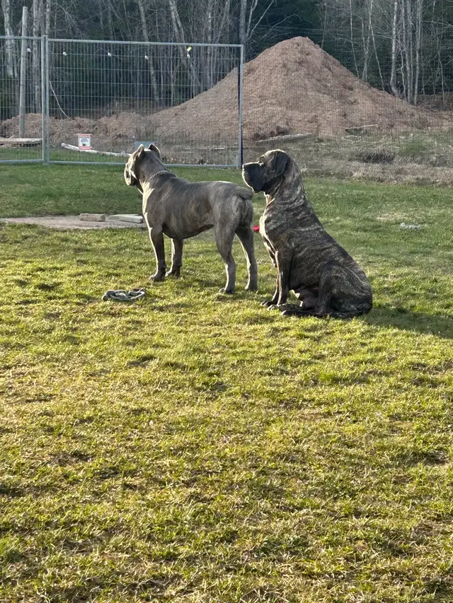 Cane corso x English mastiff pups for sale | Dogs & Puppies for ...