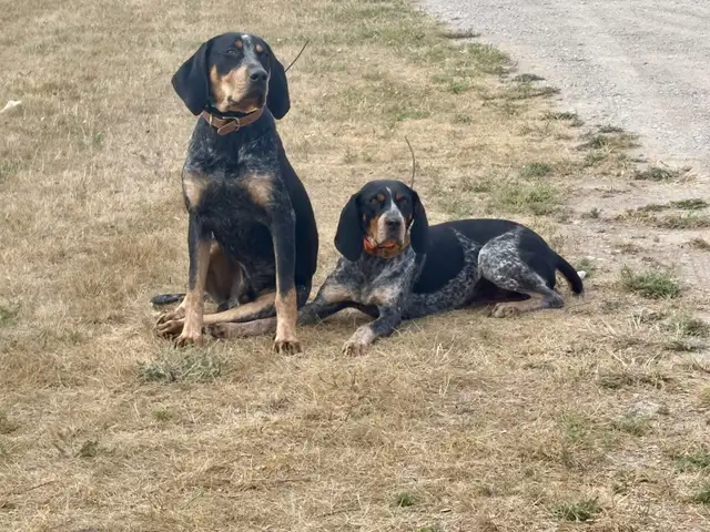 Possible Upcoming Bluetick Litter | Dogs & Puppies for Rehoming ...
