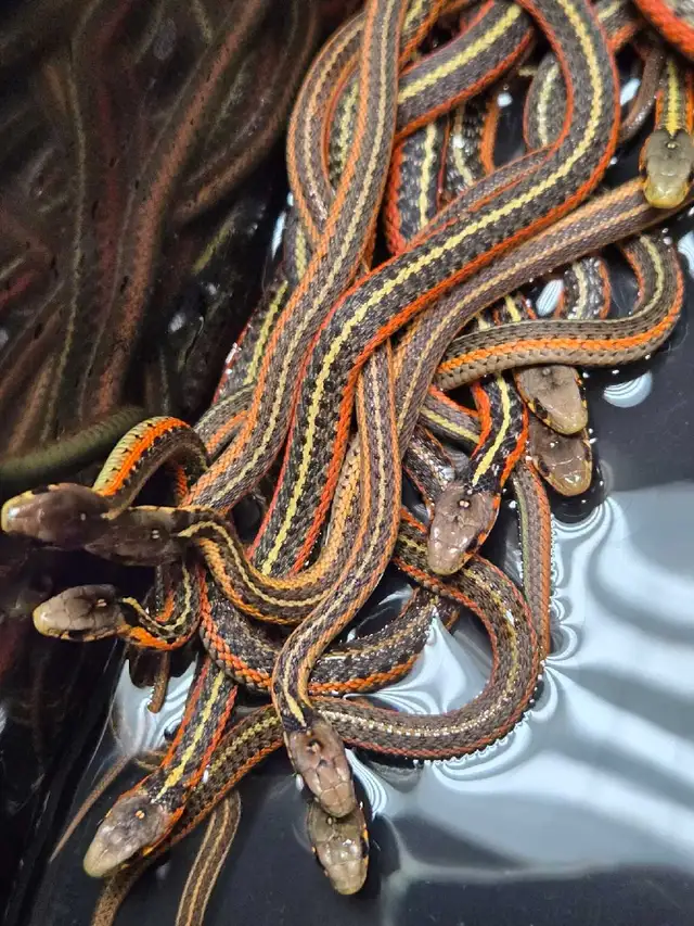 66% het Golden Easter Garter Snakes | Reptiles & Amphibians for ...