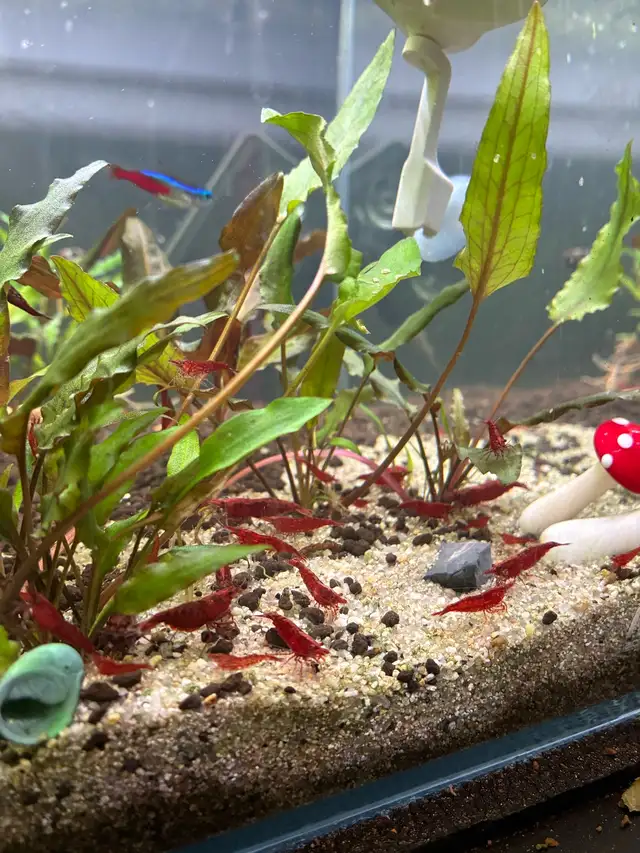 1gallon+150-200 adult/baby cherry red shrimp breeding colony | Fish for ...