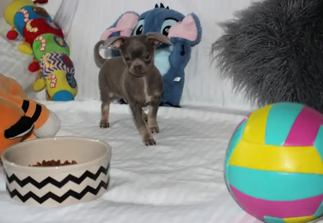 Chihuahua ️Mâle Bleu mini ️Protection100%.GarantieTop Qualité★★ | Dogs ...