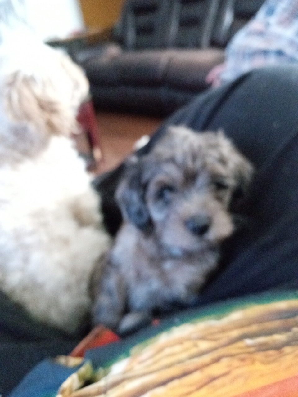 Yokie-poo for sale | Dogs & Puppies for Rehoming | Kelowna | Free local ...