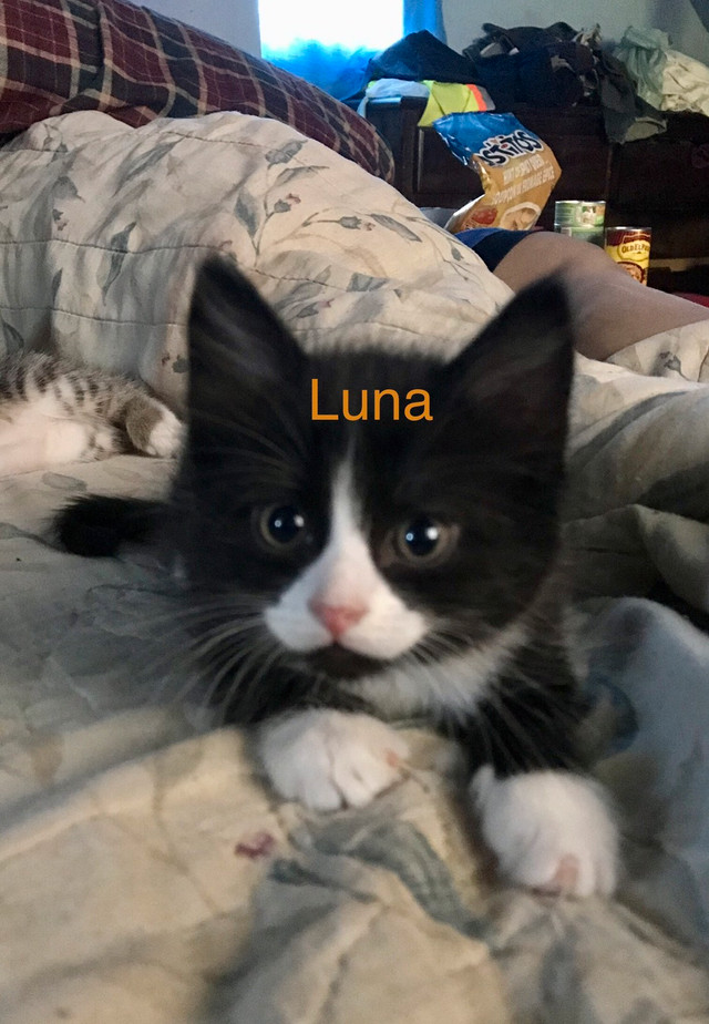 Kfc Kitten Luna Female 9w Service Cat Kittens Cats And Kittens For Rehoming Winnipeg Kijiji