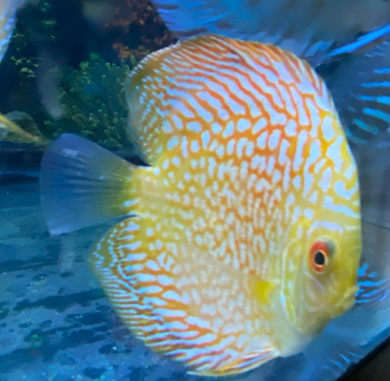 discus asiatiques 4 pouces nouvel arrivage avril 2024 | Poissons à ...