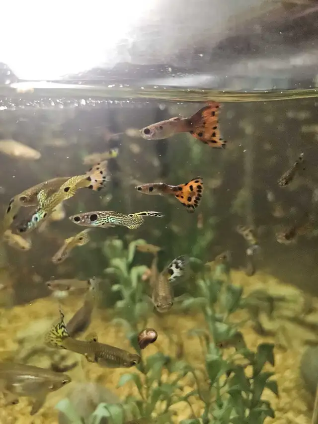 Fancy Guppy Fish | Fish for Rehoming | St. Catharines | Free local ...