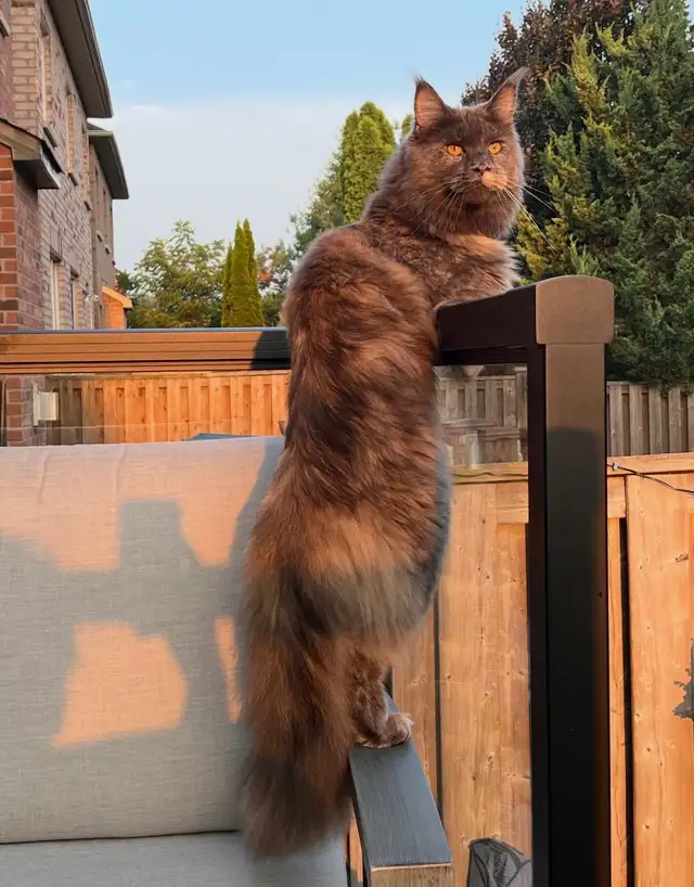Luxury Maine Coon Kitten | Cats & Kittens for Rehoming | Markham / York ...