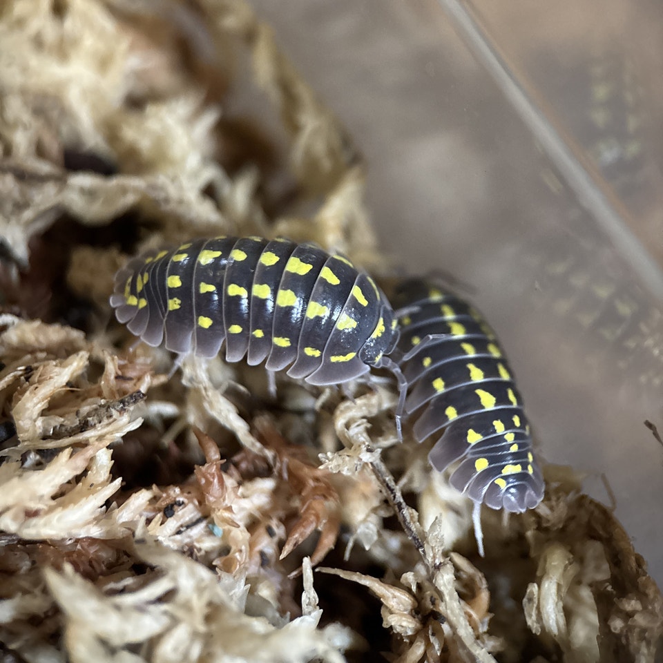 Armadillidium Gestroi “Yellow Spotted” Isopods | Other | Victoria ...
