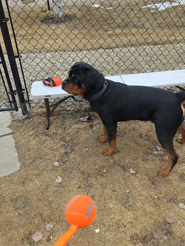 CKC, AKC registered intact male Rottweiler | Dogs & Puppies for ...