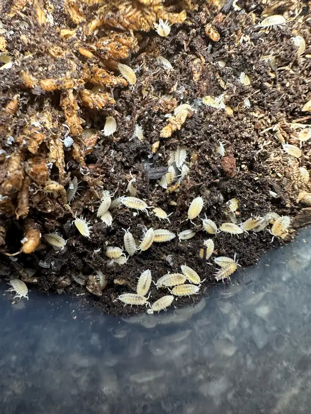 Dwarf White Isopods for bioactive enclosures (cleanup crew) | Reptiles ...