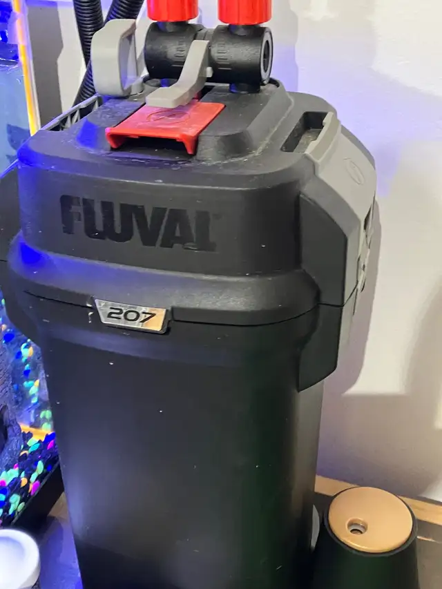 Aquarium avec poisson | Fish for Rehoming | Lévis | Free local ...