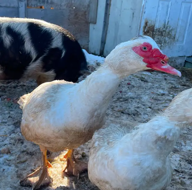 Muscovy Drake and Barnyard Meat Mix Drake | Livestock | Edmonton | Free ...