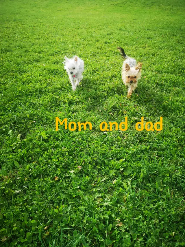 white chorkies puppys | Dogs & Puppies for Rehoming | Gatineau | Free ...