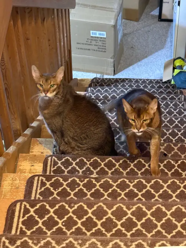 Abyssinian Twins, adult males neutered | Cats & Kittens for Rehoming ...