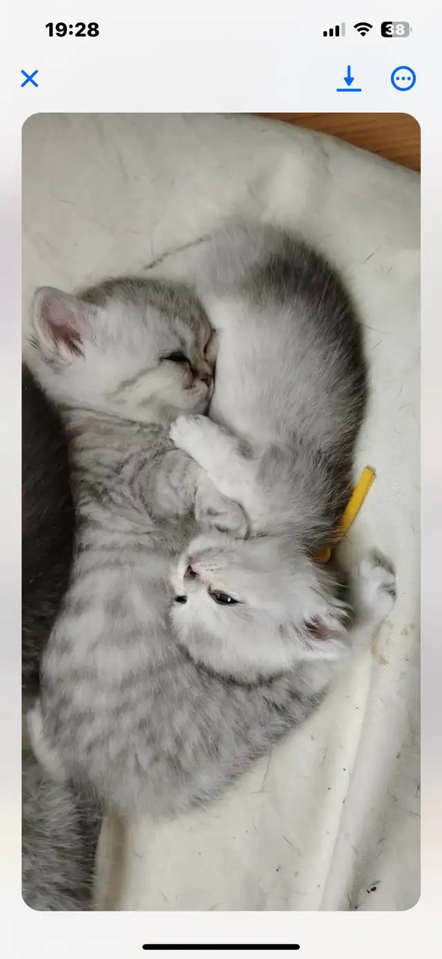 Reste 1 seul munchkin disponible | Cats & Kittens for Rehoming ...
