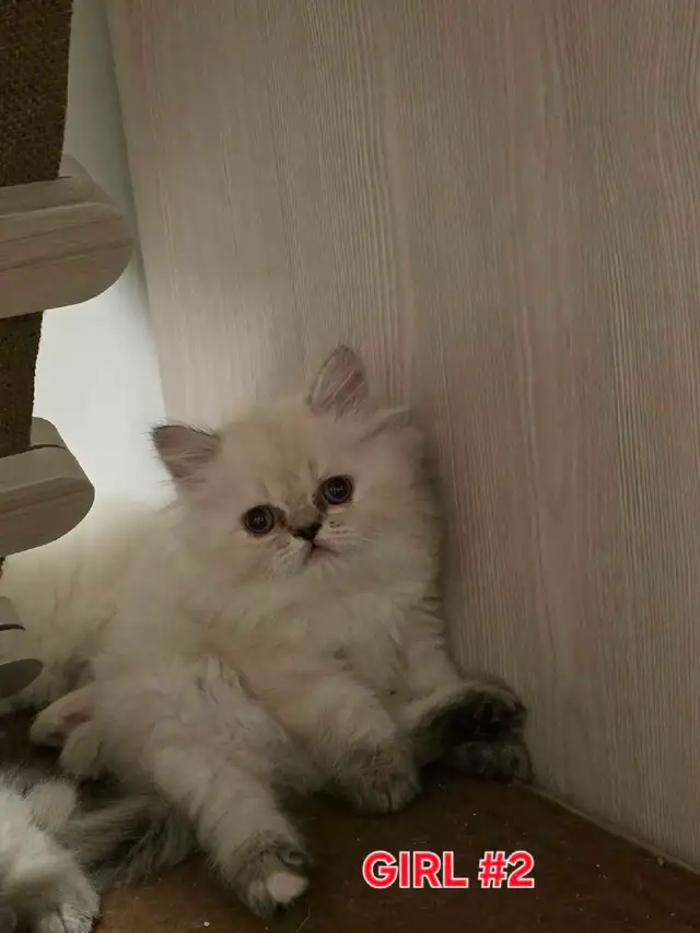 Purebred extra fluffy female kittens Himalayan kitten available | Cats ...