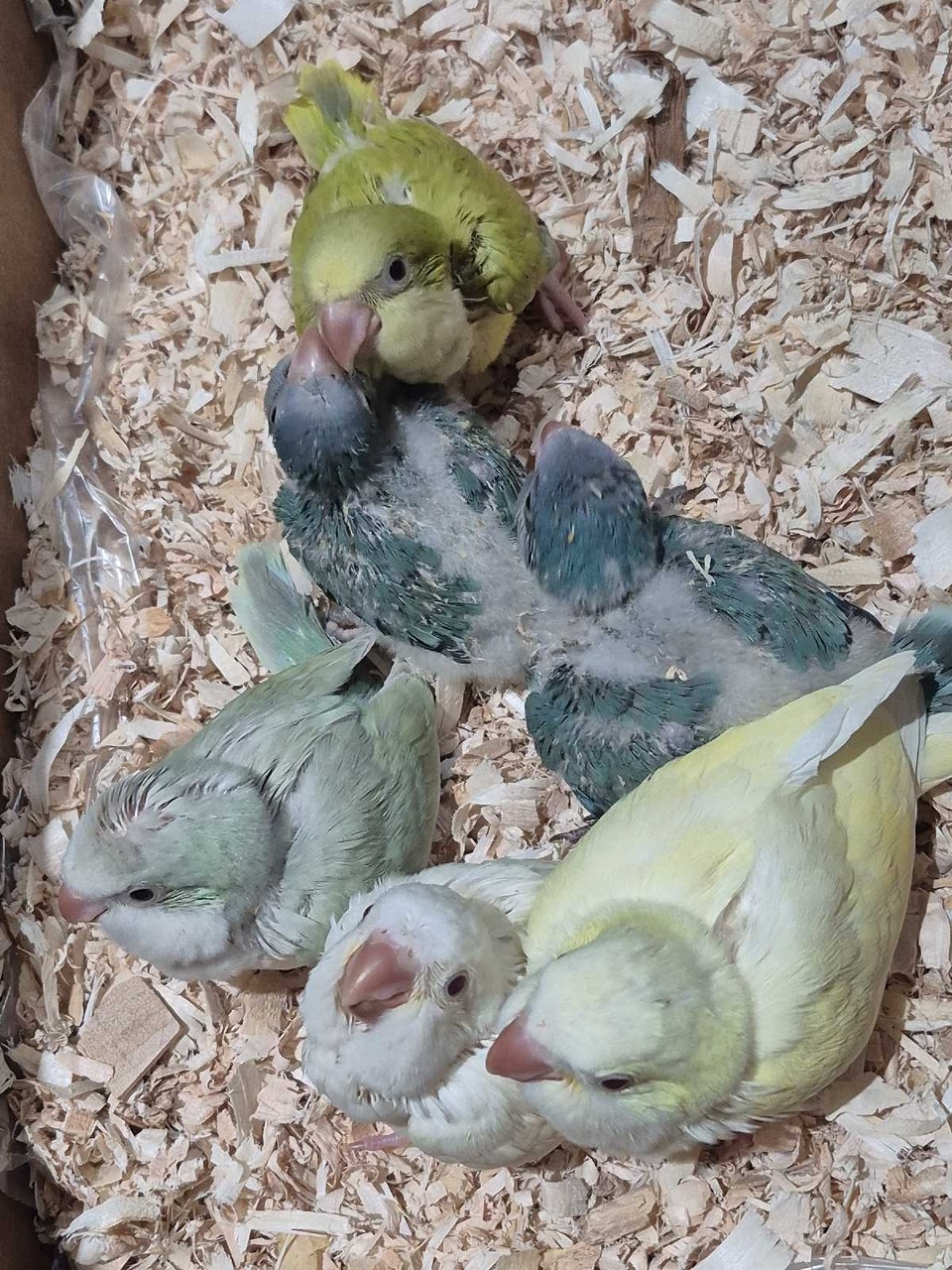 Exquisitely Beautiful Mutations Of Baby Quakers | Birds for Rehoming ...