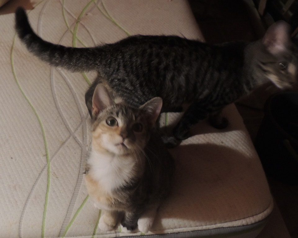2 CHATONS ADORABLES | Cats & Kittens for Rehoming | St-Georges-de ...