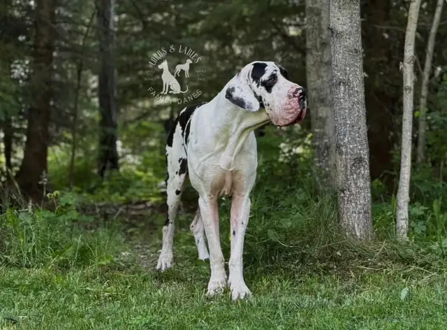 CKC Great Dane Puppies | Dogs & Puppies for Rehoming | Red Deer | Free ...