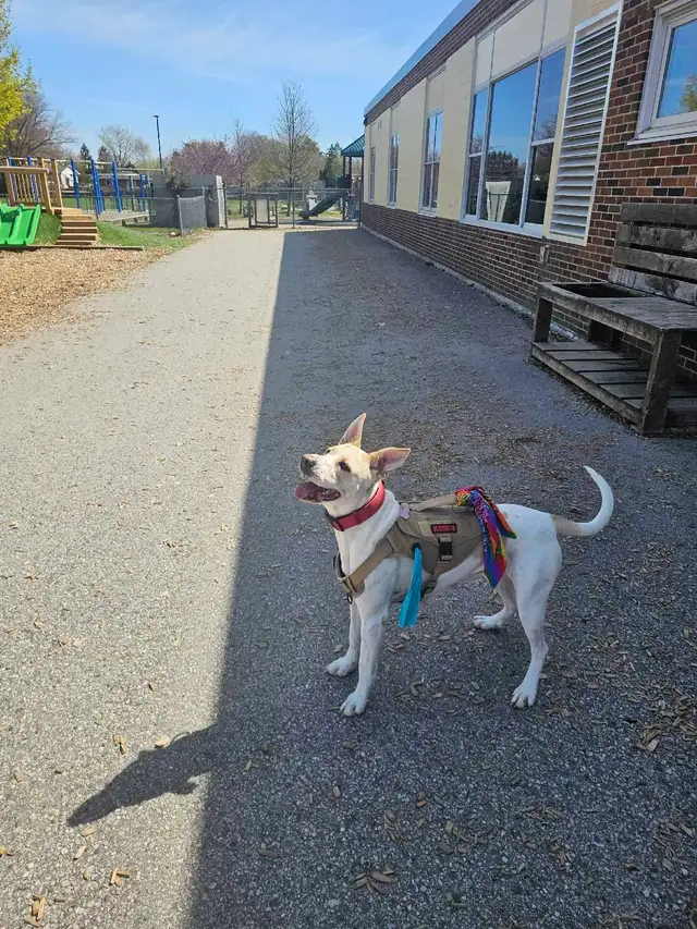 female 3 year old lab mix | Dogs & Puppies for Rehoming | London | Free ...