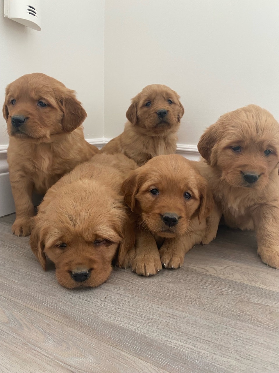 READY TO GO!! Red Retriever Puppies | Dogs & Puppies for Rehoming ...