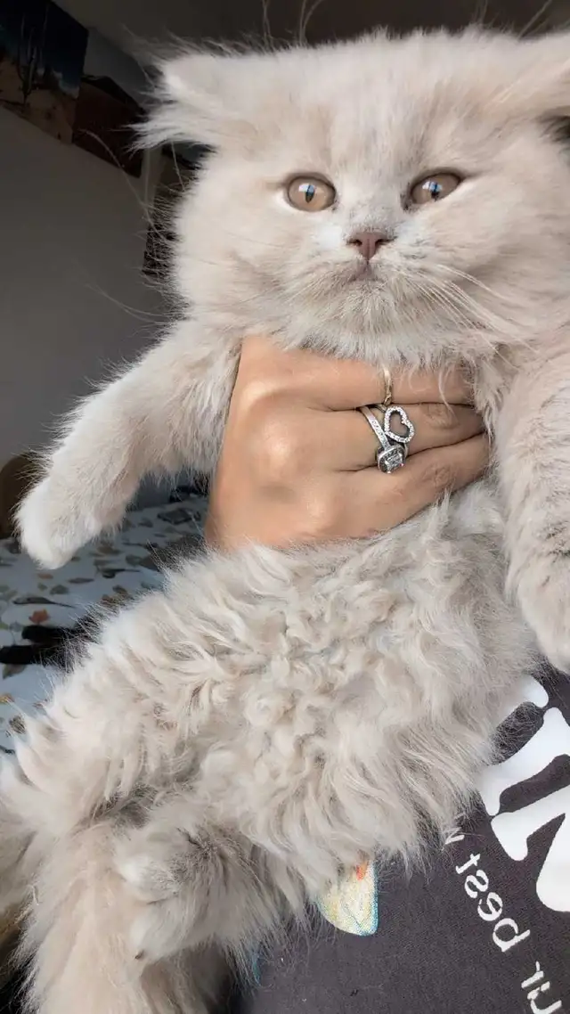 Pure British shorthair rare color | Cats & Kittens for Rehoming | City ...