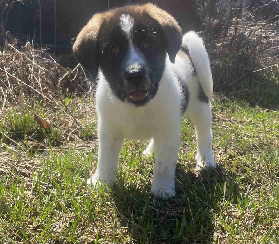 Pending pick up. male puppy 9 weeks | Dogs & Puppies for Rehoming ...