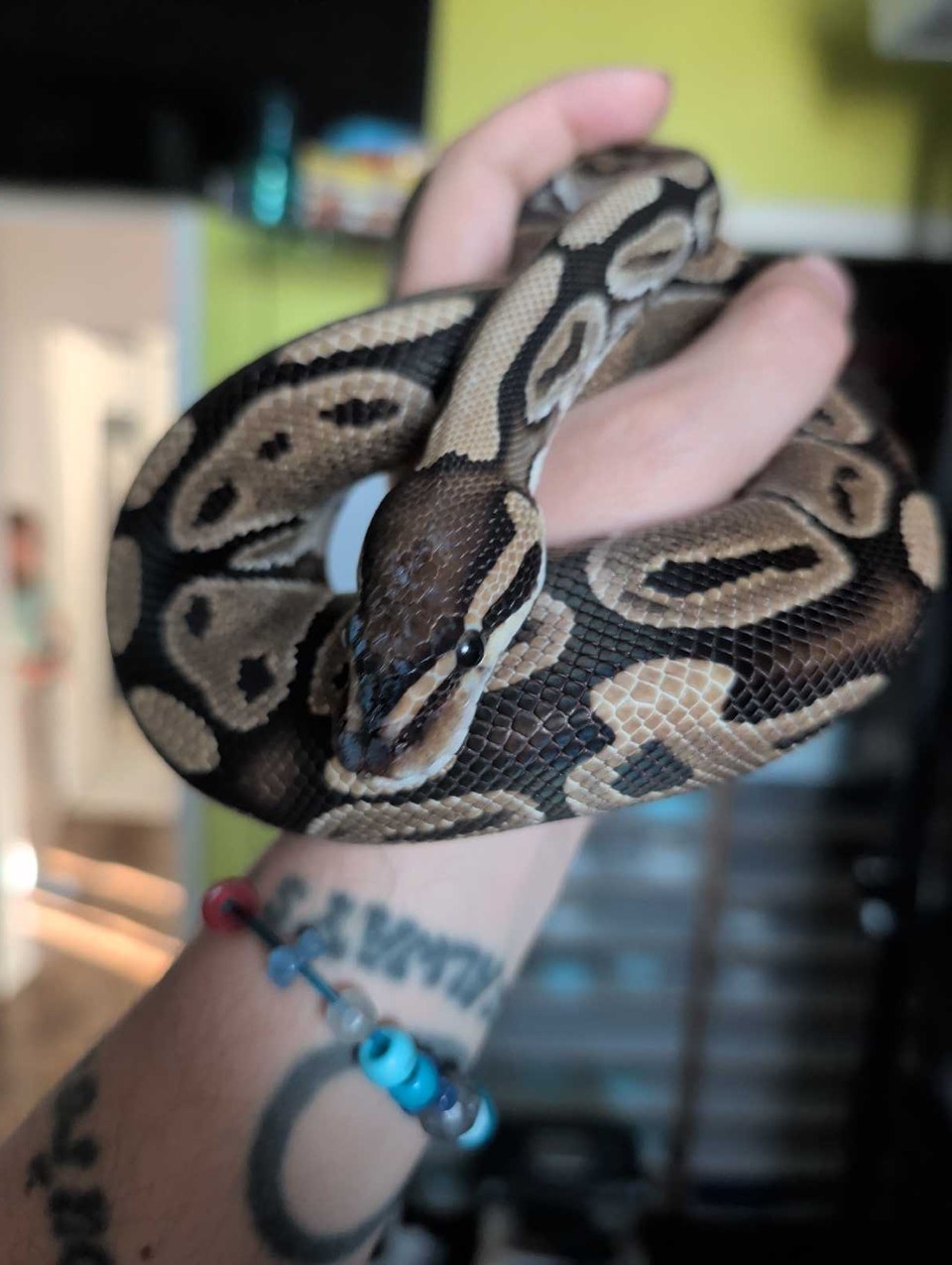 Ball Python girl | Reptiles & Amphibians for Rehoming | City of Toronto ...