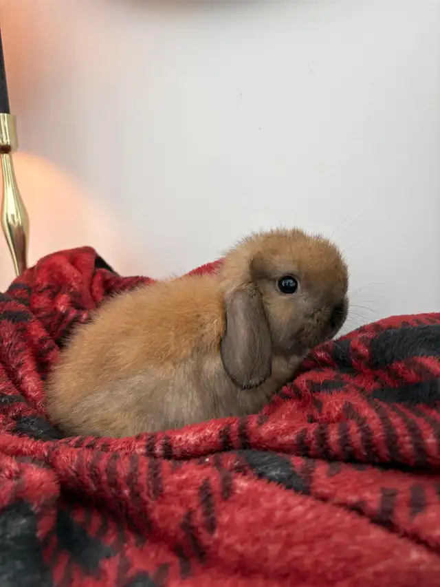 Bebe lapin belier hollandais ( miniature ) | Small Animals for Rehoming ...
