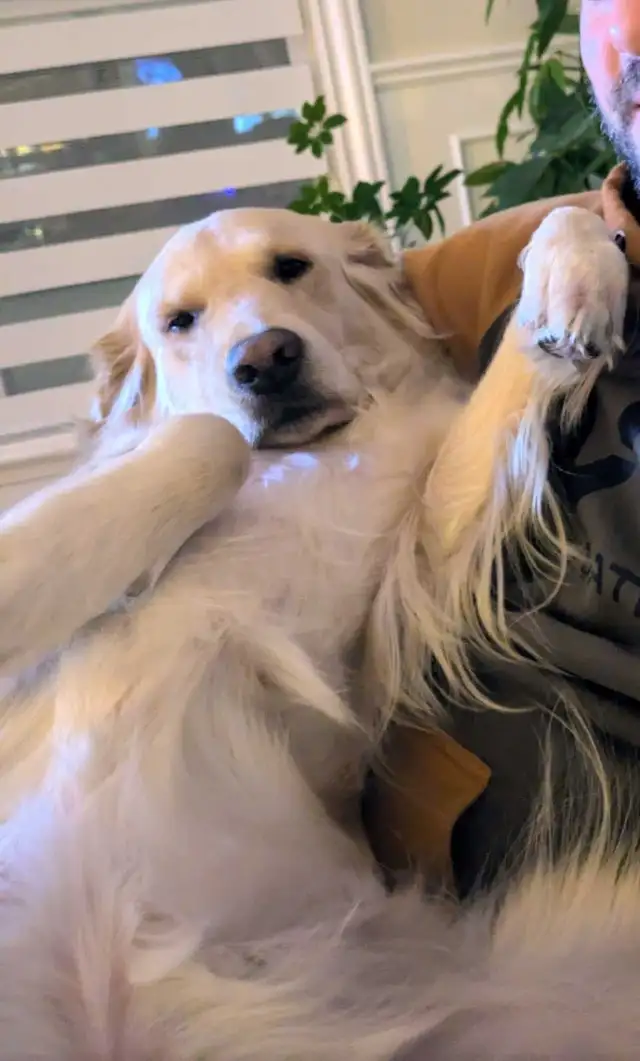 Golden Retriever de type "field" | Dogs & Puppies for Rehoming | Laval ...