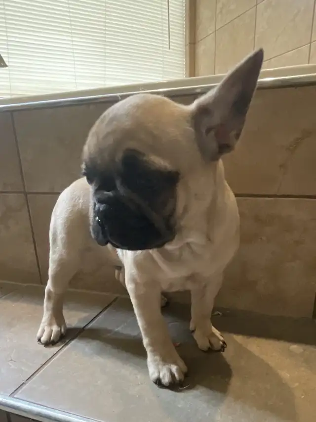 ️ French bulldogs x pug puppies ️ | Dogs & Puppies for Rehoming ...