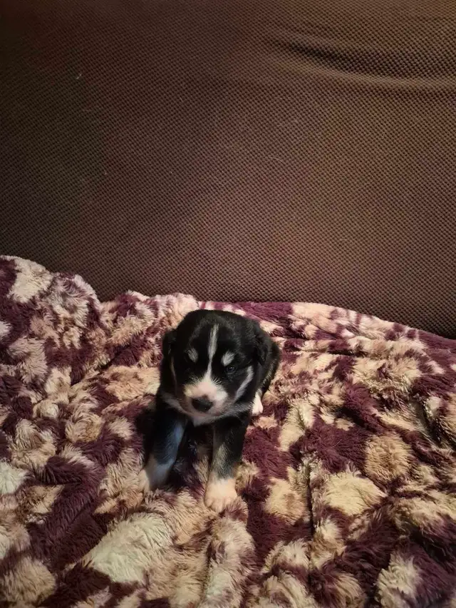 8 beautiful blue eyed puppies have arrived | Dogs & Puppies for ...