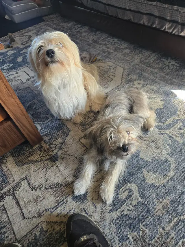 Shorkie pups | Dogs & Puppies for Rehoming | Cape Breton | Free local ...