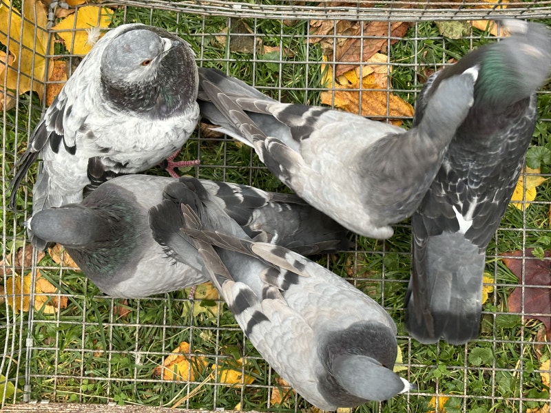 HOMING PIGEONS HOMER DOVES - $260 - Pickering | Birds for Rehoming ...